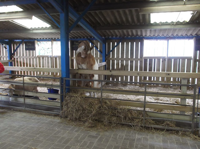 Headteacher's blog: Reception children visit Ash End House Farm