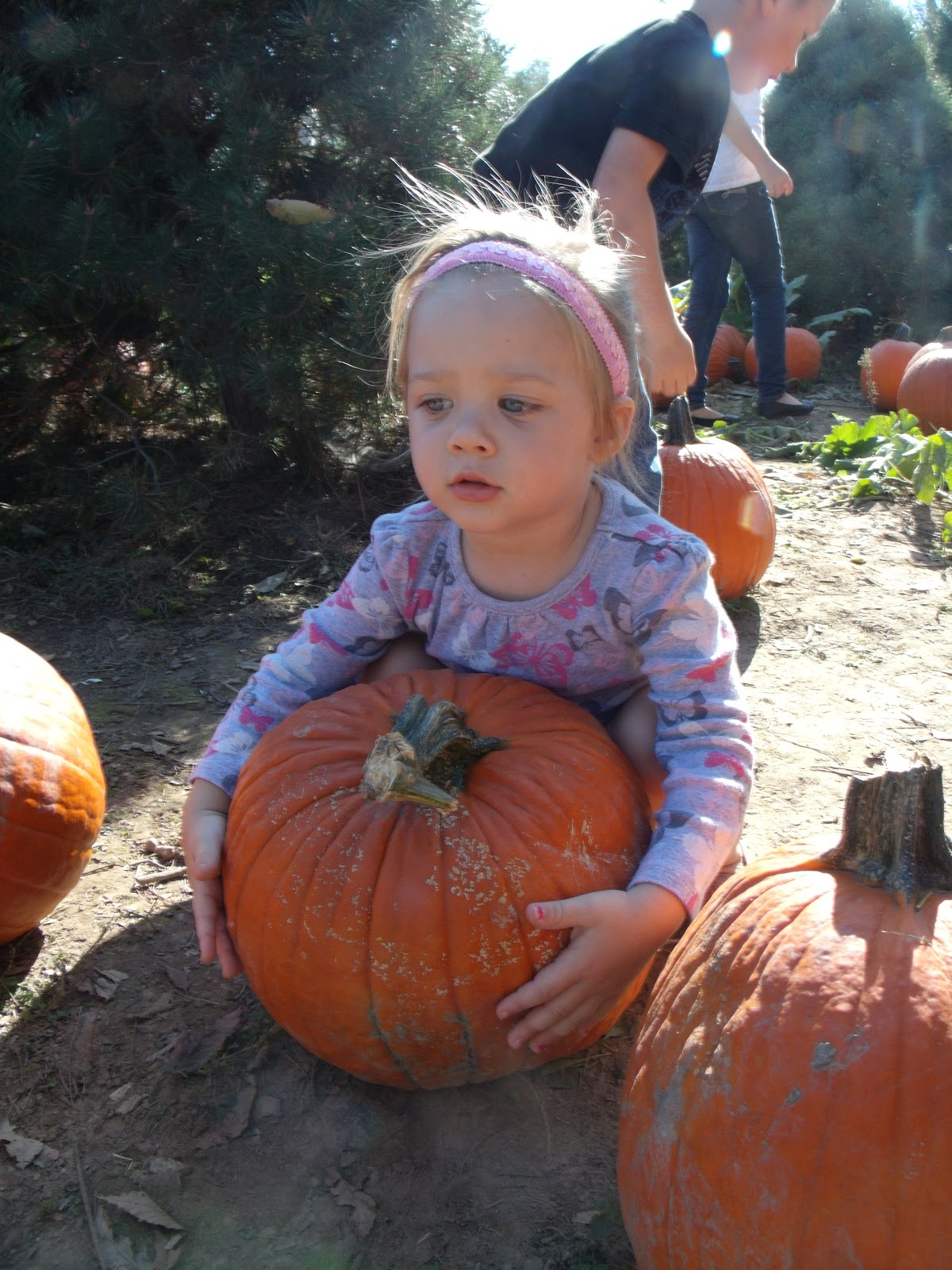 The Barnharts: Punkin Patch