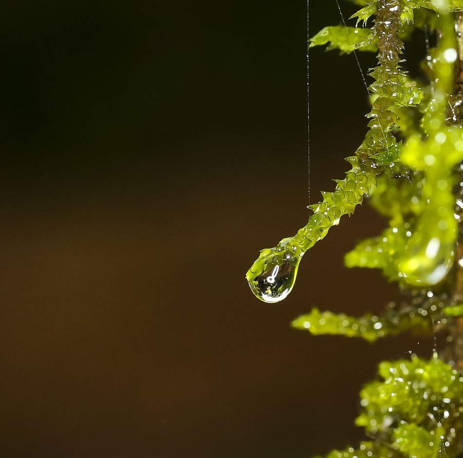 Photo of the day: Agumbe - Treasure of the Western Ghats