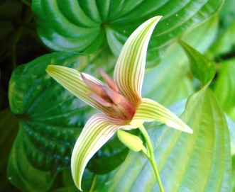 Flora Andhrika-Plant Wealth of Andhra Pradesh, India: Part I ...