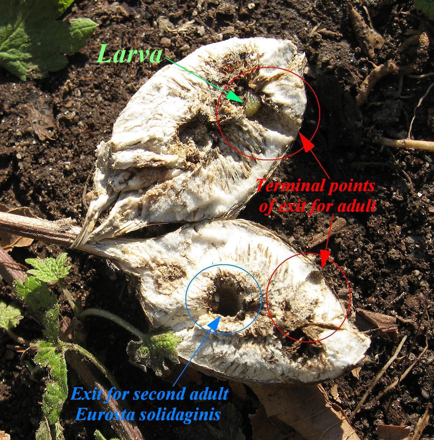 Tangled Web: Goldenrod Gall Fly (Eurosta solidaginis)