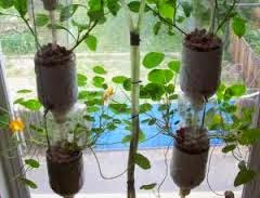 Tutorial Tanaman Hidroponik Dengan Botol Bekas | -Petani TOP-