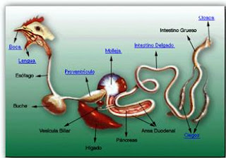 Equipo 1 Practica Del Pollo