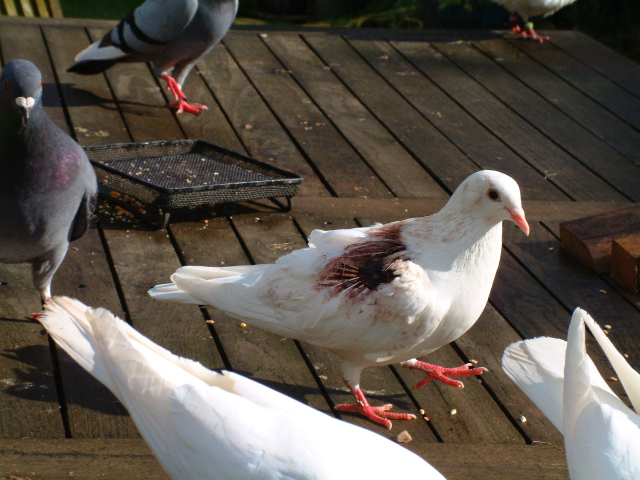 My Doves: Fern and Fleur are nearly ready to fledge - and lots of other ...