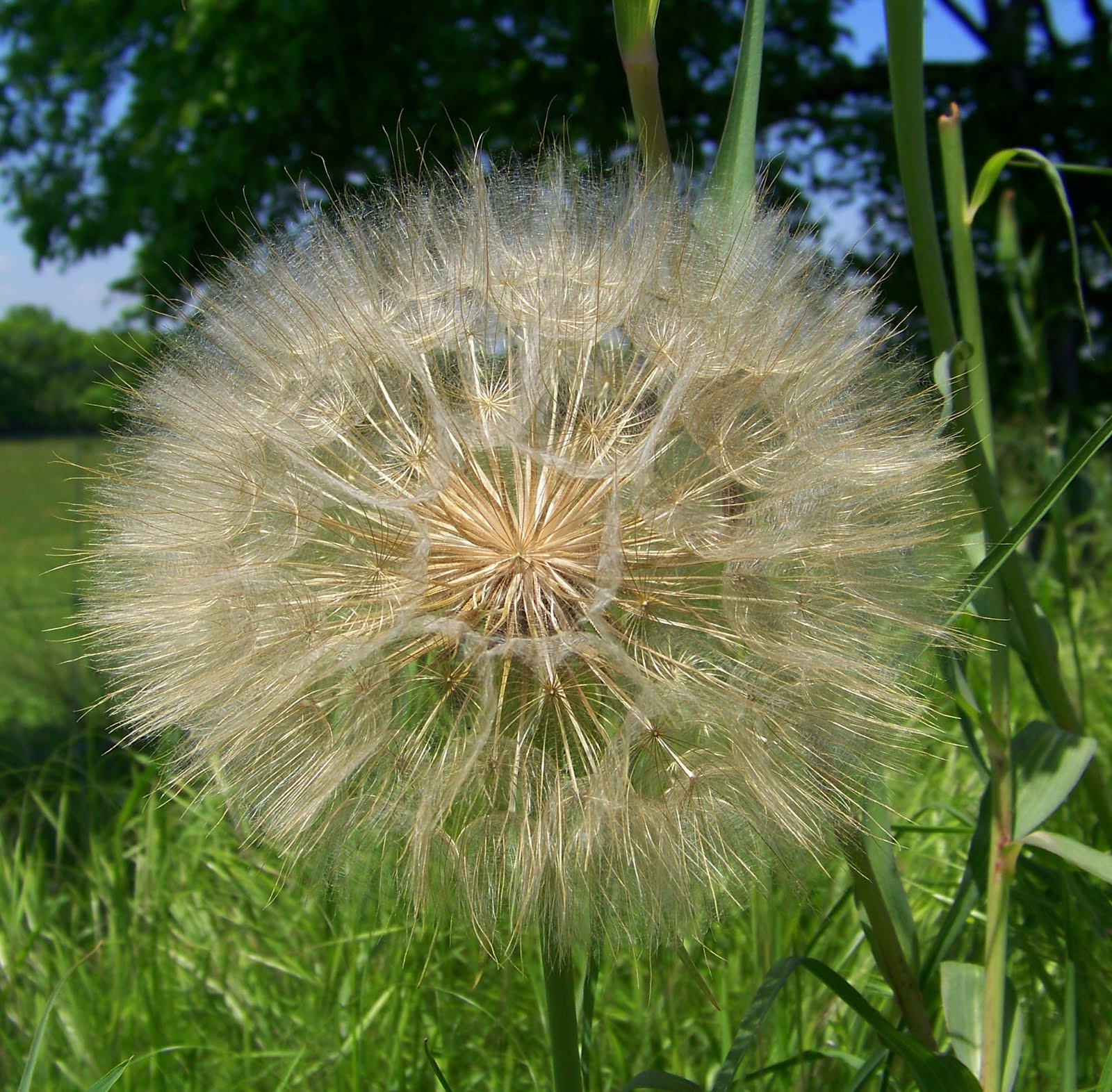 Wildflowers N Wildlife in Middle, Tennessee: Fruiting Head of a Yellow ...
