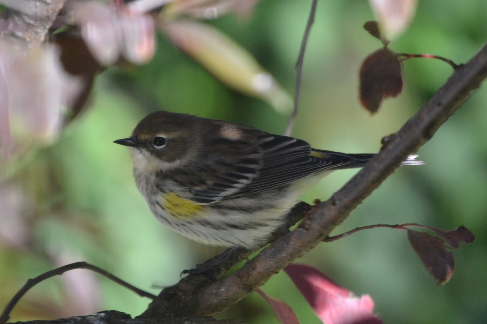 It's All About Purple: Yellow-Rumped Warbler