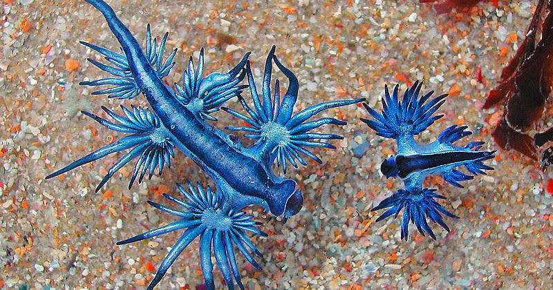 Foco Super Notícias: Que bicho é este? - Dragão azul