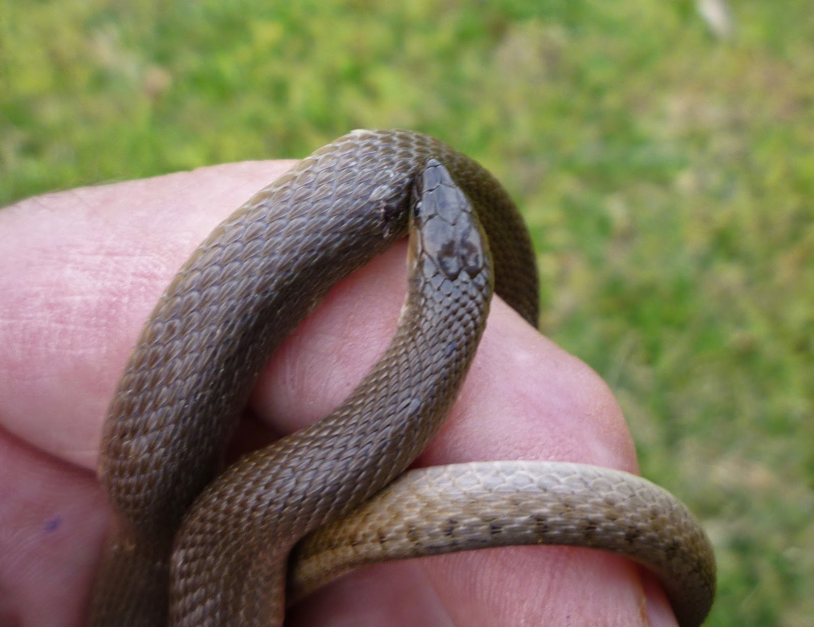 From Bluebirds to Turtles: THREE LITTLE FOSSORIAL SNAKES