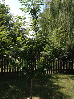 Kansas Weekend Gardeners: 2012