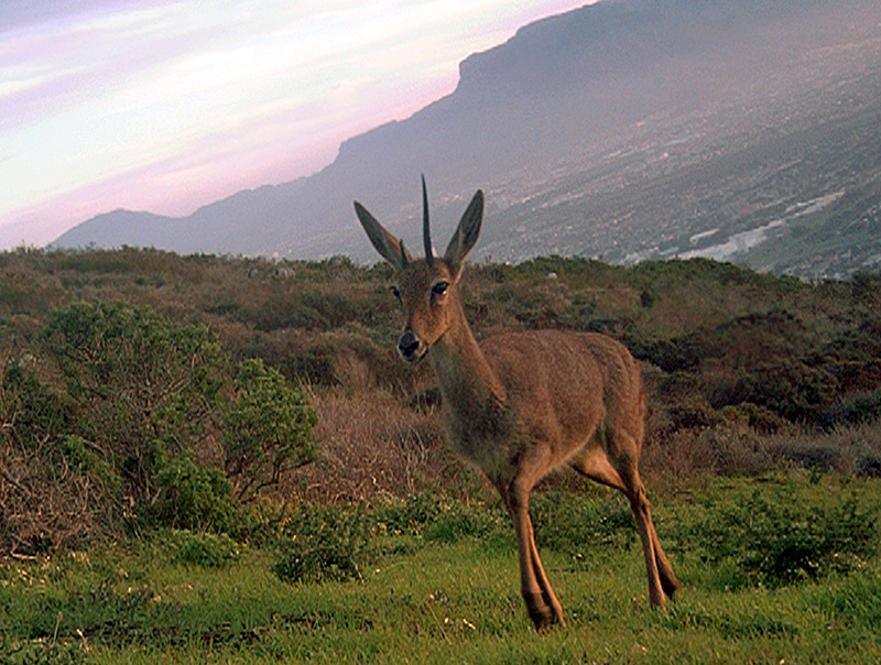 Remote Camera Trap - South Africa: December 2011