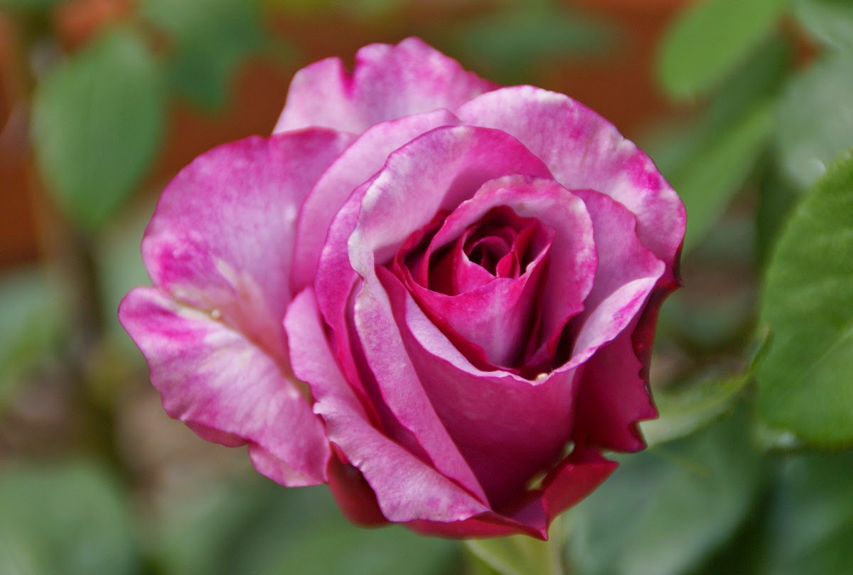 Organic Garden Dreams: February Roses