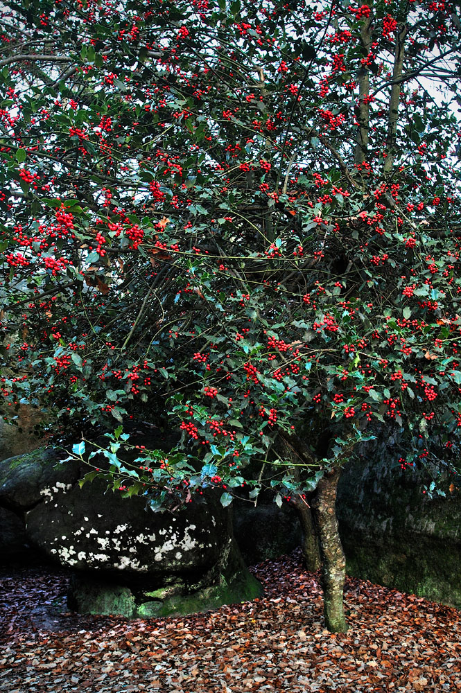 Quelques arbres remarquables.