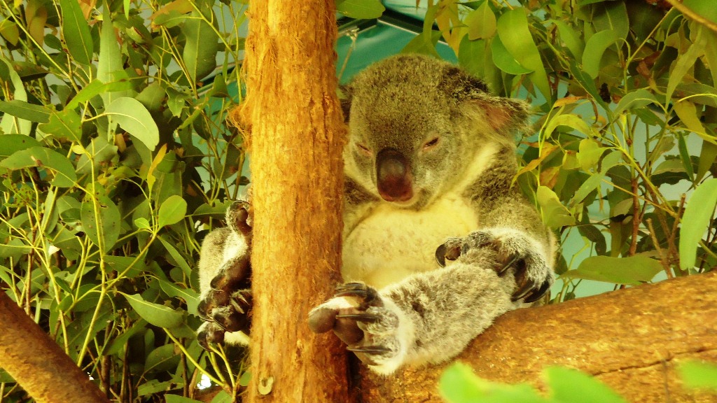 Planetando...: Austrália - Nimbin e Austrália Zoo