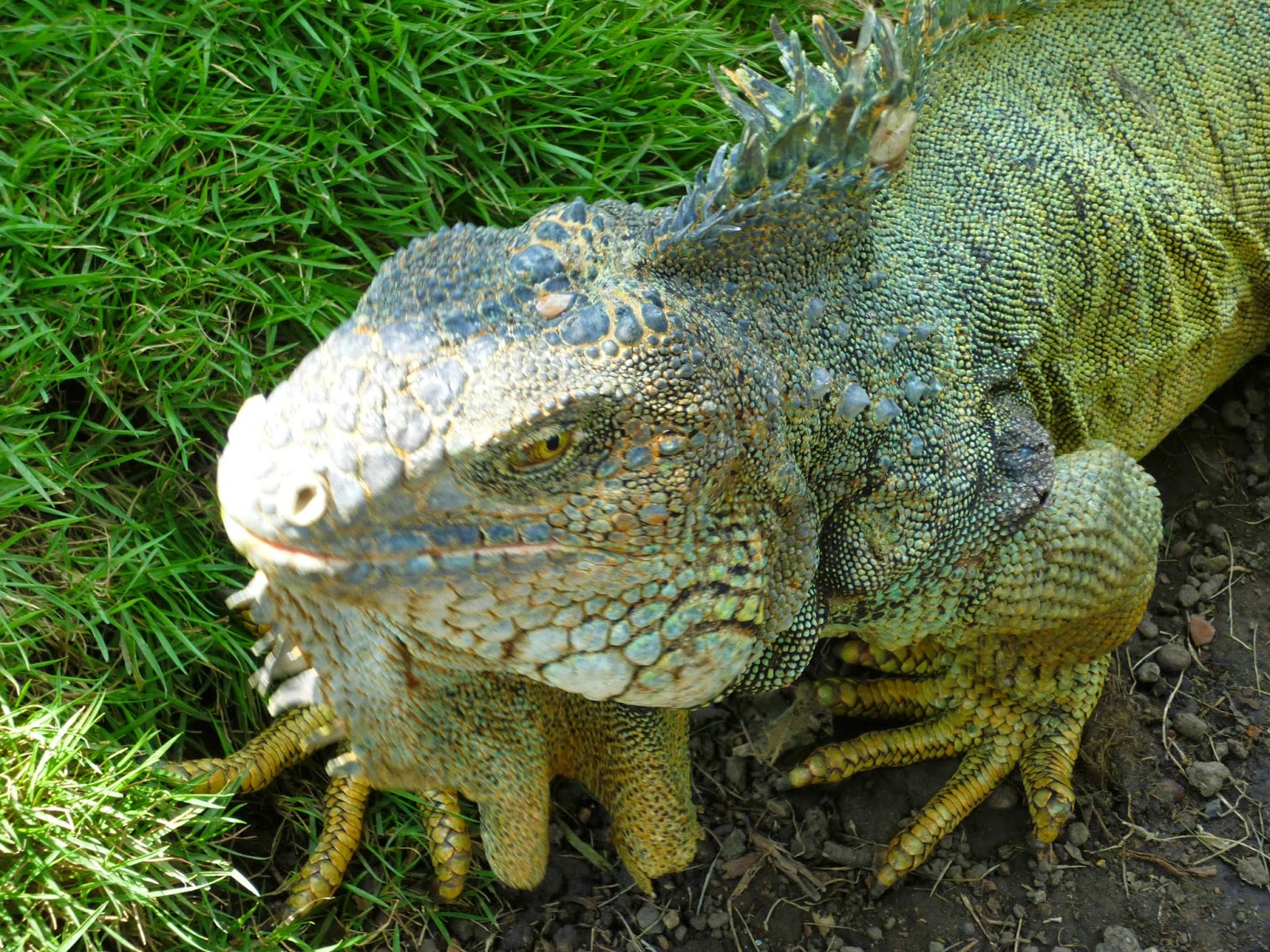 Ecuador Joannan silmin - Ecuador in my eyes: Iguana Park in Guayaquil ...