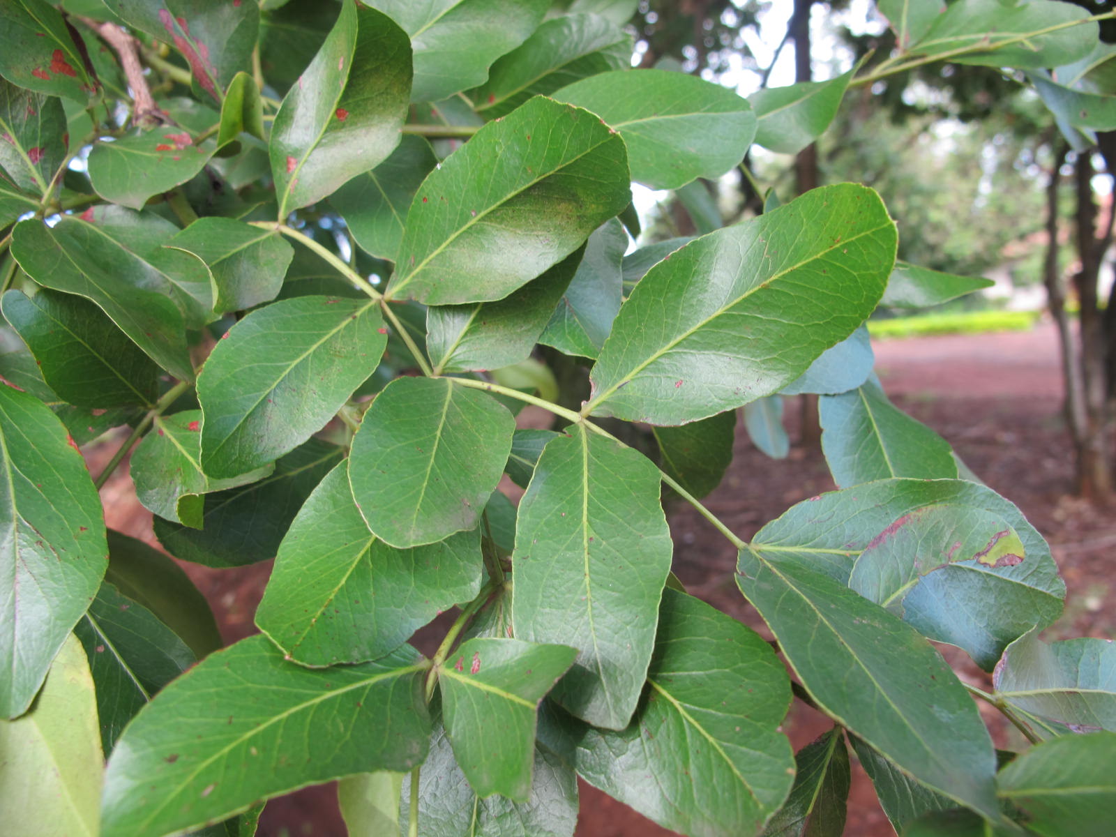 Fabaceae - Leguminosae no Brasil