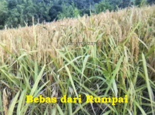 Anim Agro Technology: PADI BUKIT (Part 3) - AMALAN AGRONOMI