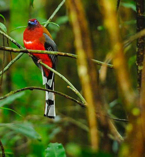 Red-headed trogon | Birds of India | Bird World