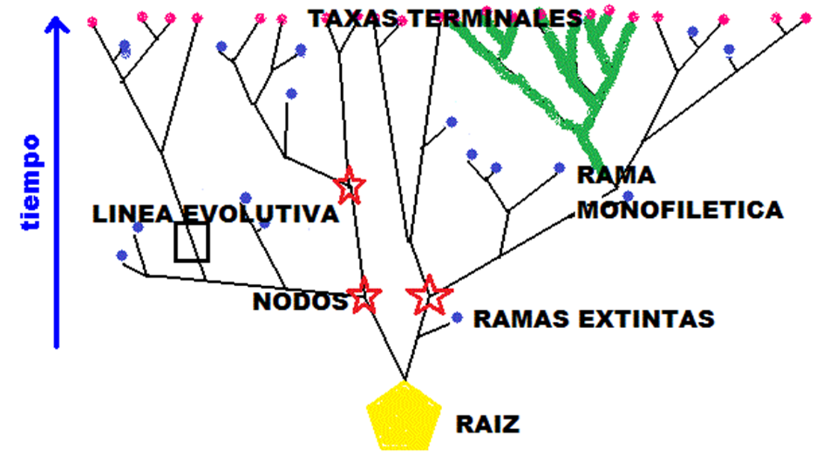 Biología : LA EVOLUCIÓN DE NUESTRA ESPECI