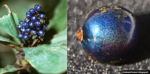 Pollia Condensata Buah Yang Mampu Bersinar Tanpa Bantuan Cahaya ...