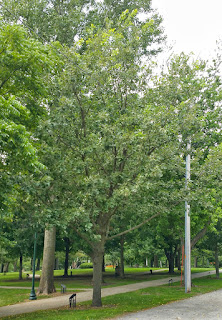 History and Culture by Bicycle: Storm Lake, Iowa: Living Heritage Tree ...