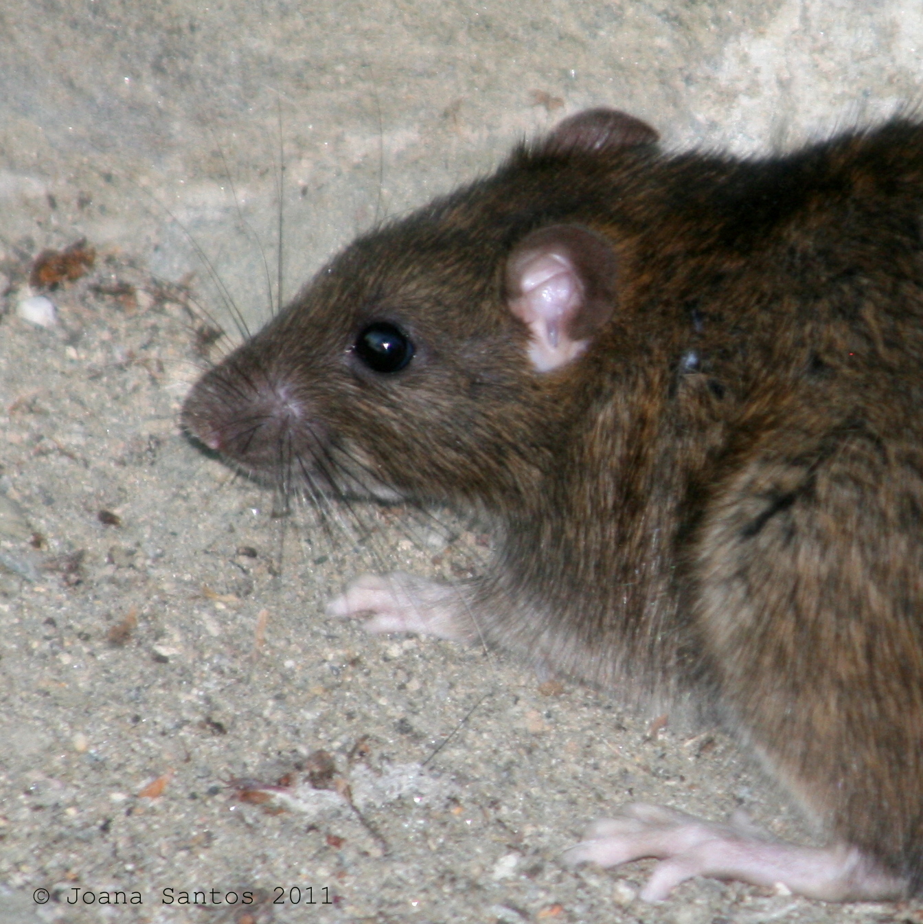 Animalia zoom: Ratazana- Rat (Rattus norvegicus )