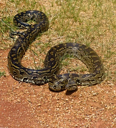 AVEEK- Blogs: African rock python