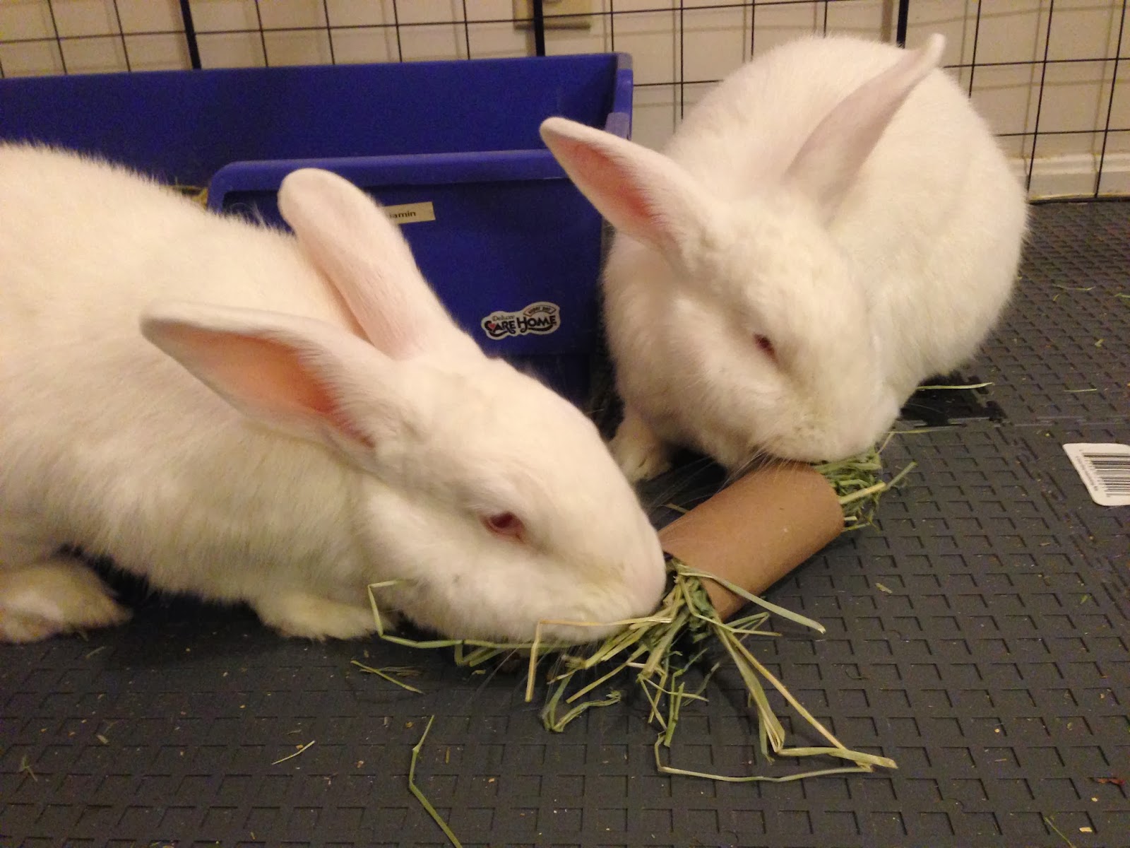 The Random Musings of a Busy Bunny Mom: The Toy Box