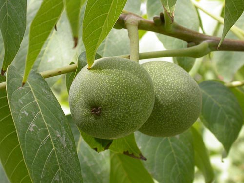 HOW TO GROW THE WALNUT TREE |The Garden of Eaden