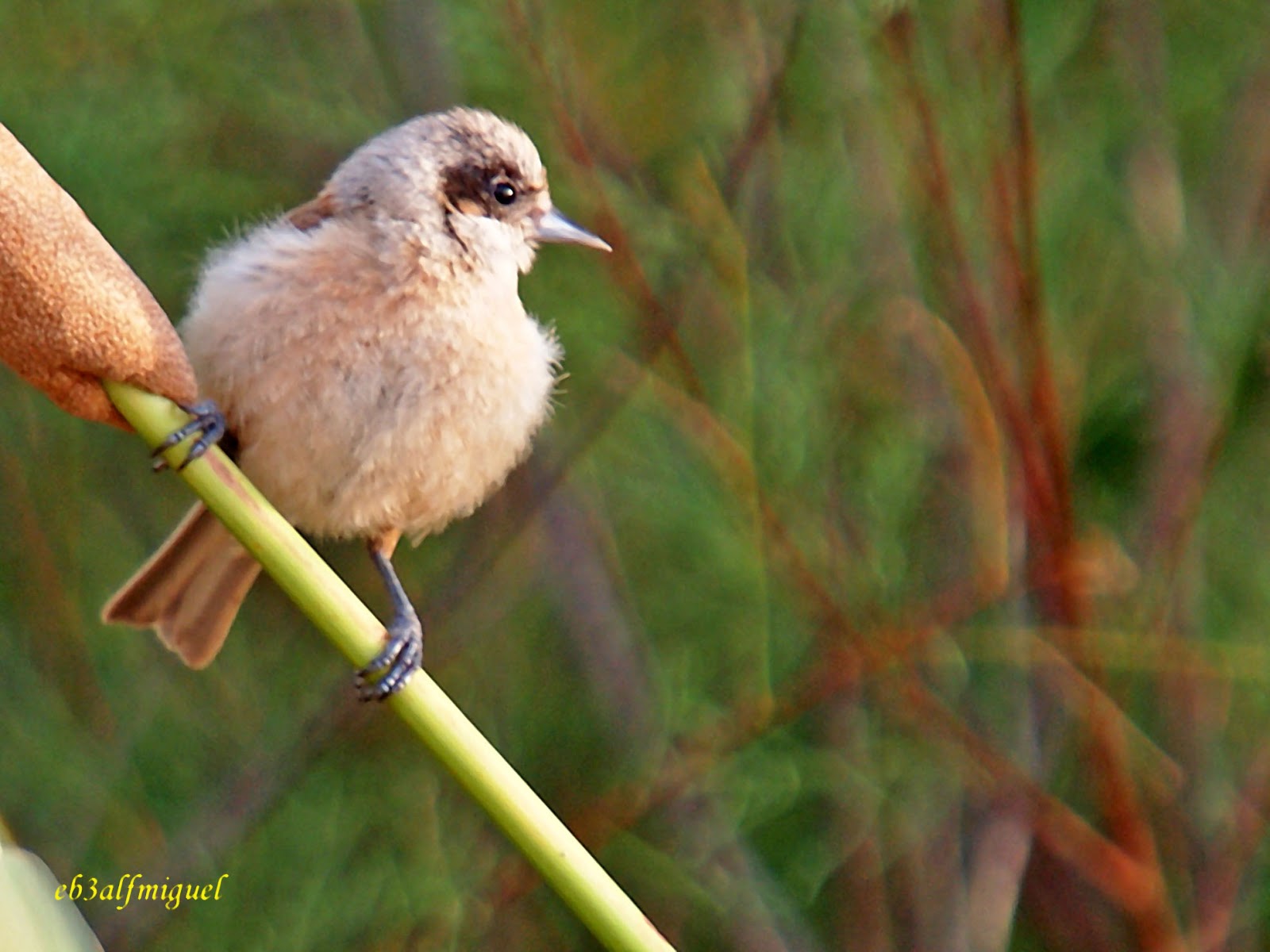 Miguel fotografia: Pájaro moscón (Remiz pendulinus)