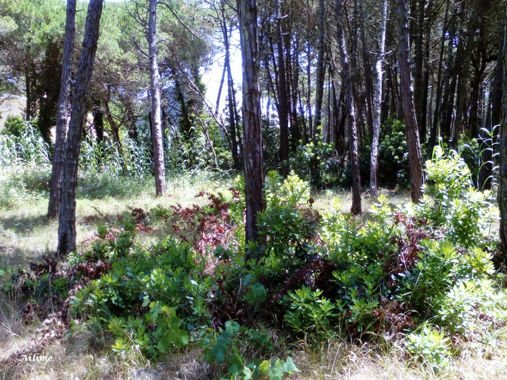 Ecos e reflexos : Ecos e reflexos do pinhal