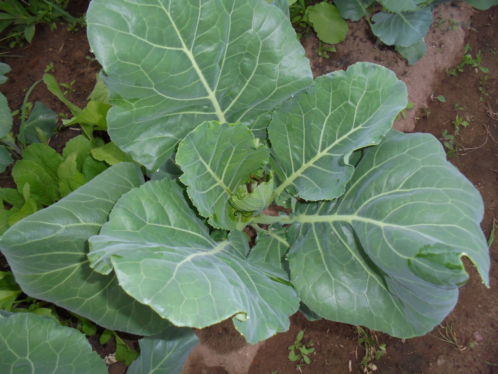 Niemela's Market Gardens