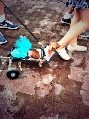 Disabled Dachshund 'Anderson Pooper' Competing in 'Wiener Dog Rally ...