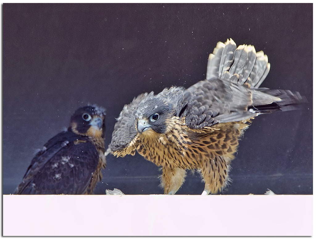 Owls & Others of Essex, MA: Young Peregrine Falcons - June 2011