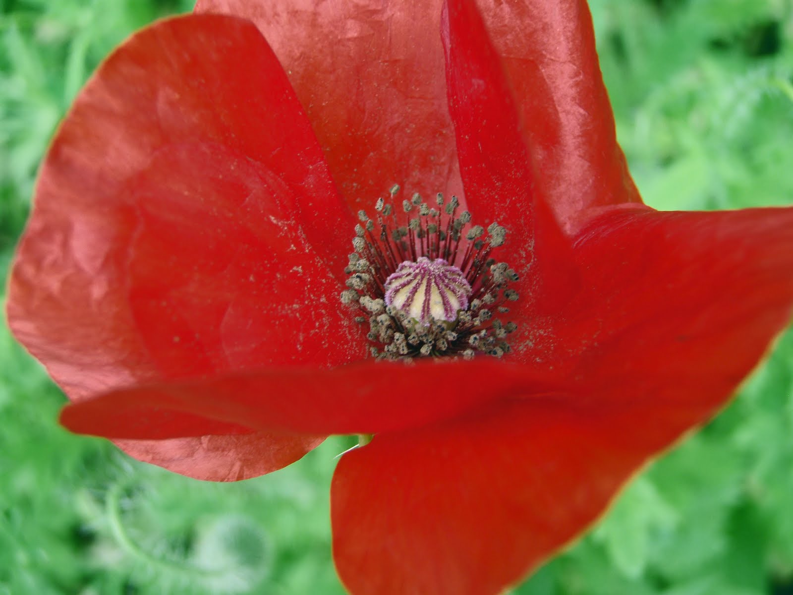 Christina White Artistic Release Poppies In July