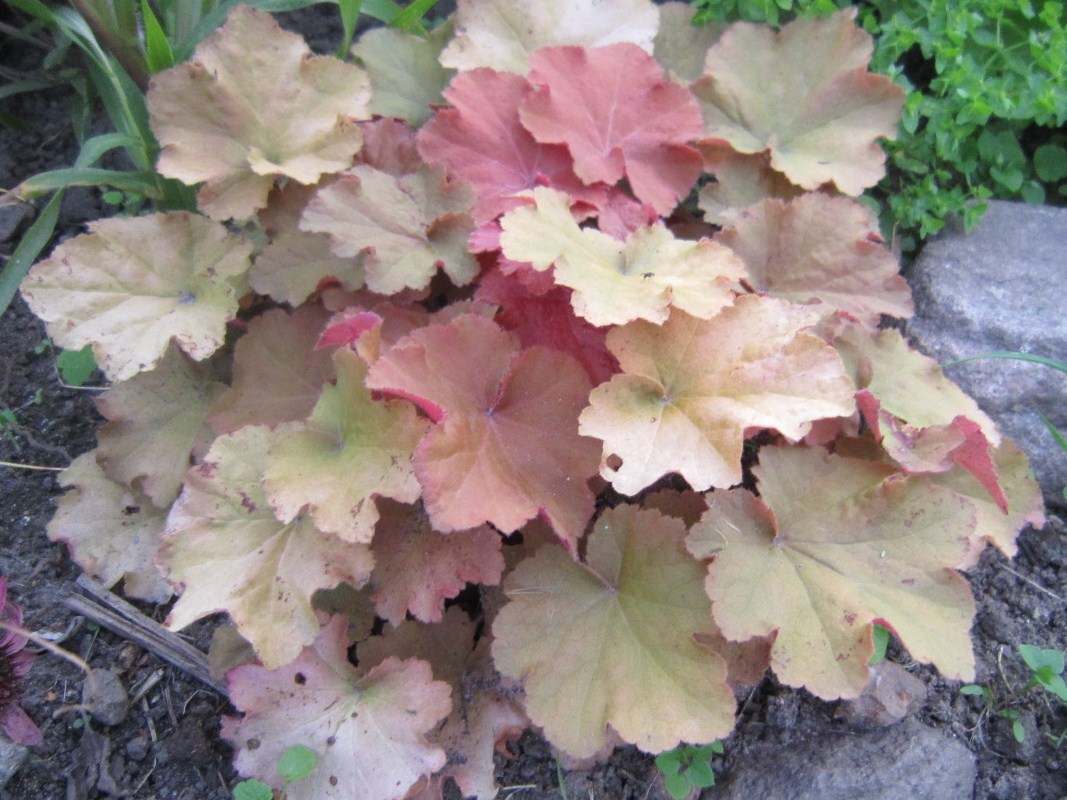 Min have - my haven: Heuchera, Heucherella, Tiarella