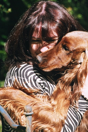 Irish Setters Irlandés Allegiance : Irish Setter Irlandés Allegiance