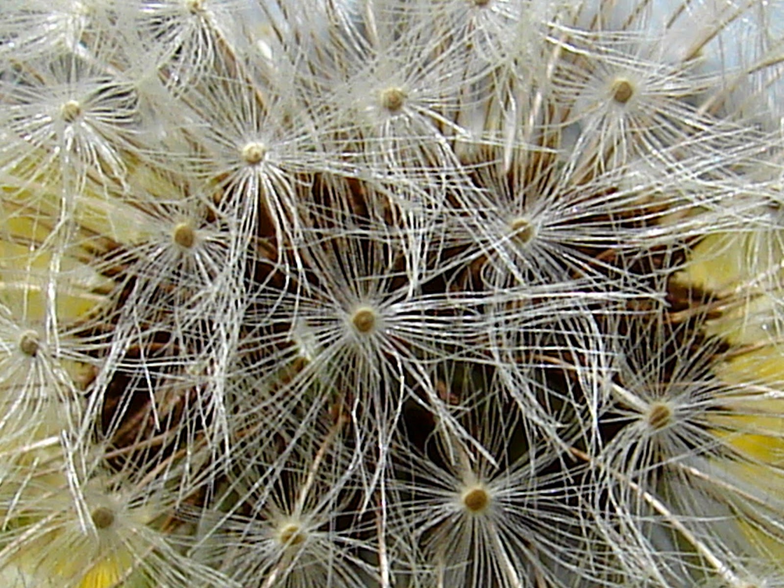 Garden Word of the Week - Pappus