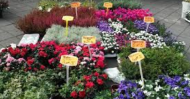 pasar bunga bandungan | Visit Indonesia