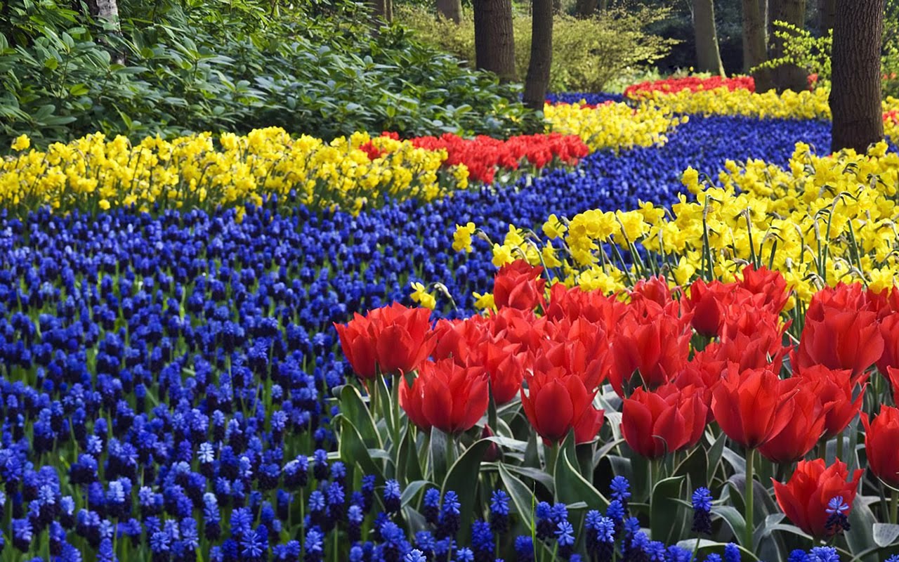 Flori De Primavara ~ Imagini Desktop