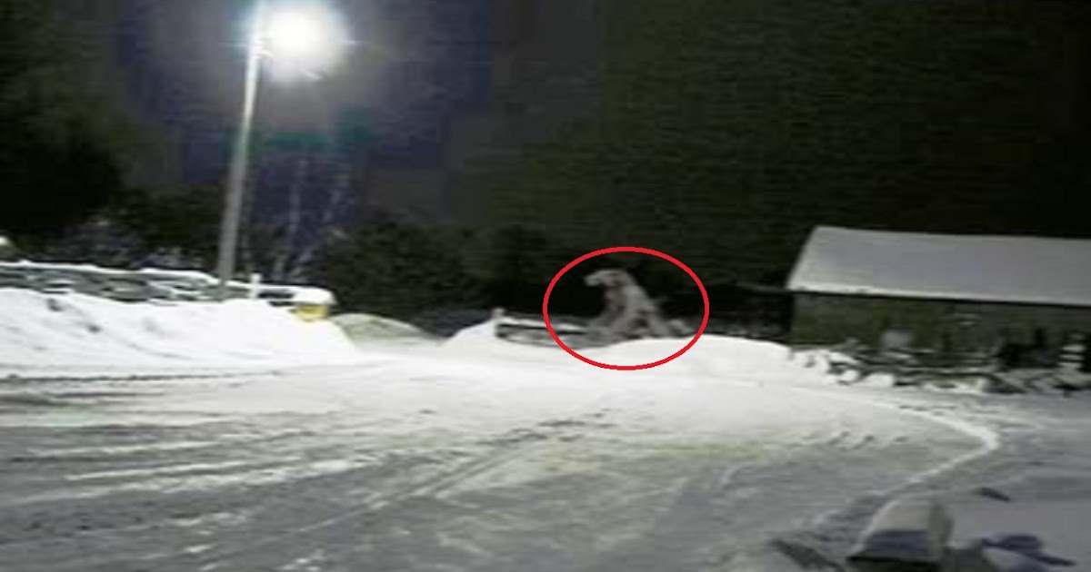 The Fortean Slip: Real Shocking Dogman Encounters In Alpena, Michigan The Fortean Slip: Real Shocking Dogman Encounters In Alpena, Michigan