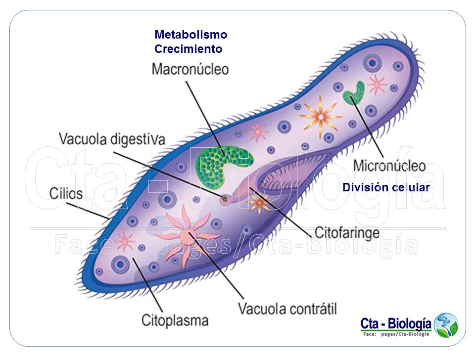 Biología didáctica: Ingeniería ECOL - Reino Protista