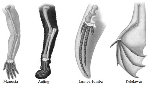Teori Evolusi Menurut Para Ahli - Pustaka Belajar
