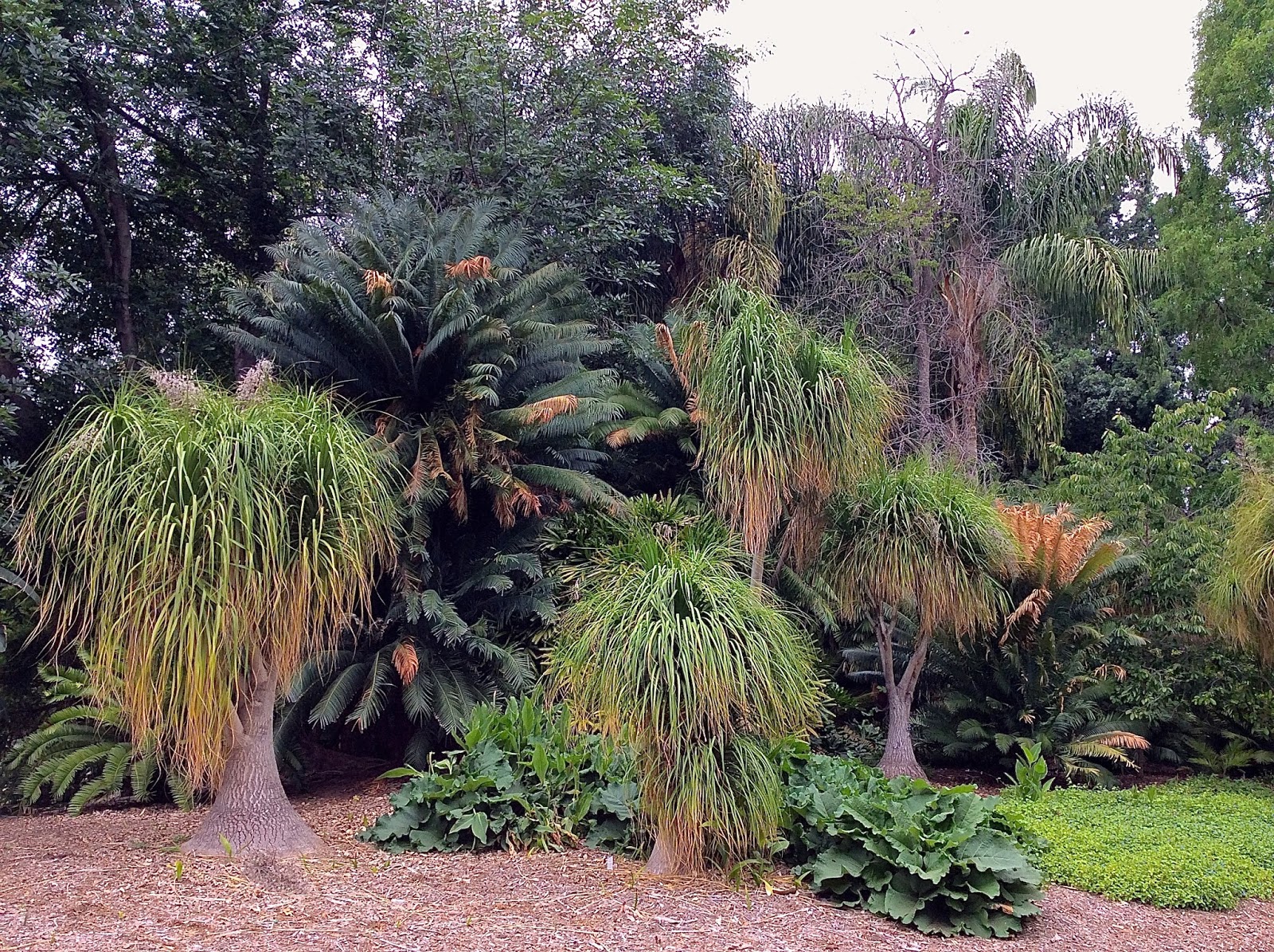 In the Loop: LA County Arboretum: Glamorous Garden