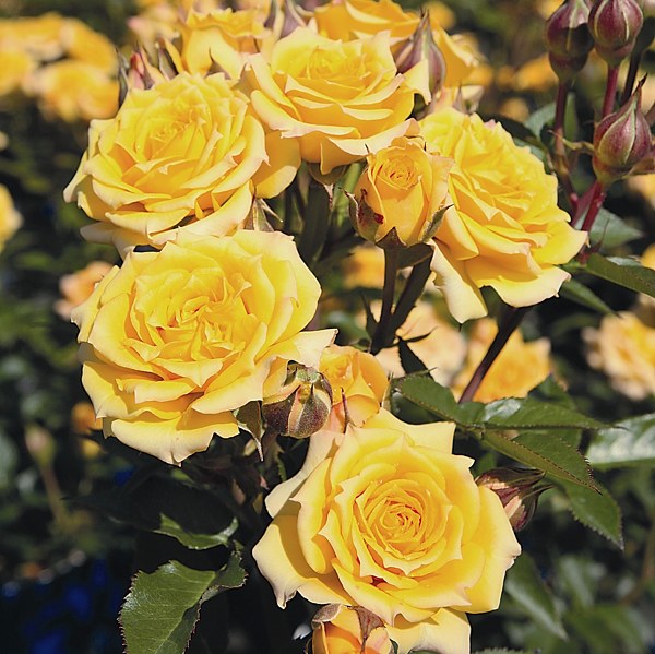 712 Inka - РОЗЫ В МИНСКЕ! Саженцы, посадка, уход!