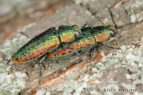Control de Plagas en Sanidad Ambiental: Especies protegidas. Coleópteros 1