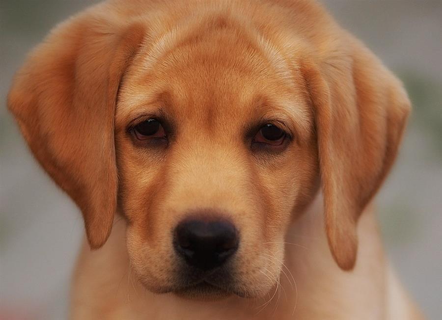 Animalitos lindos: Perros y perritos