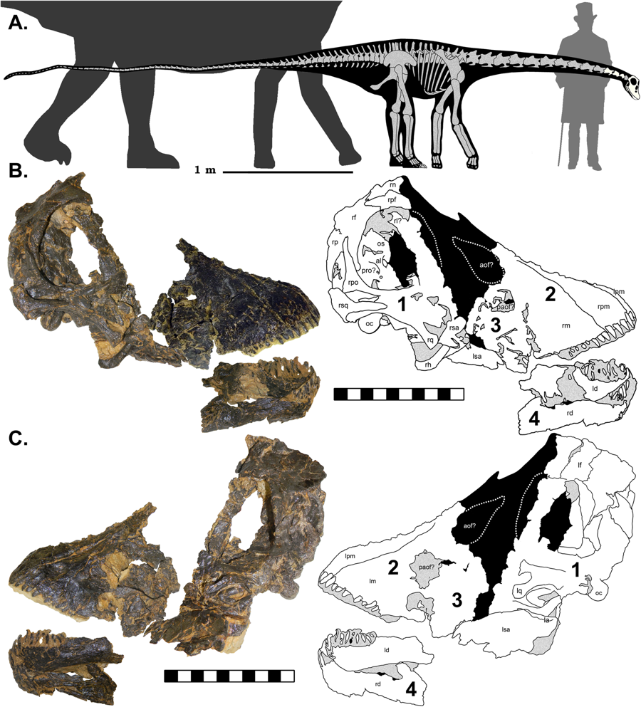 Species New to Science: [Paleontology • 2018] The Smallest Diplodocid ...