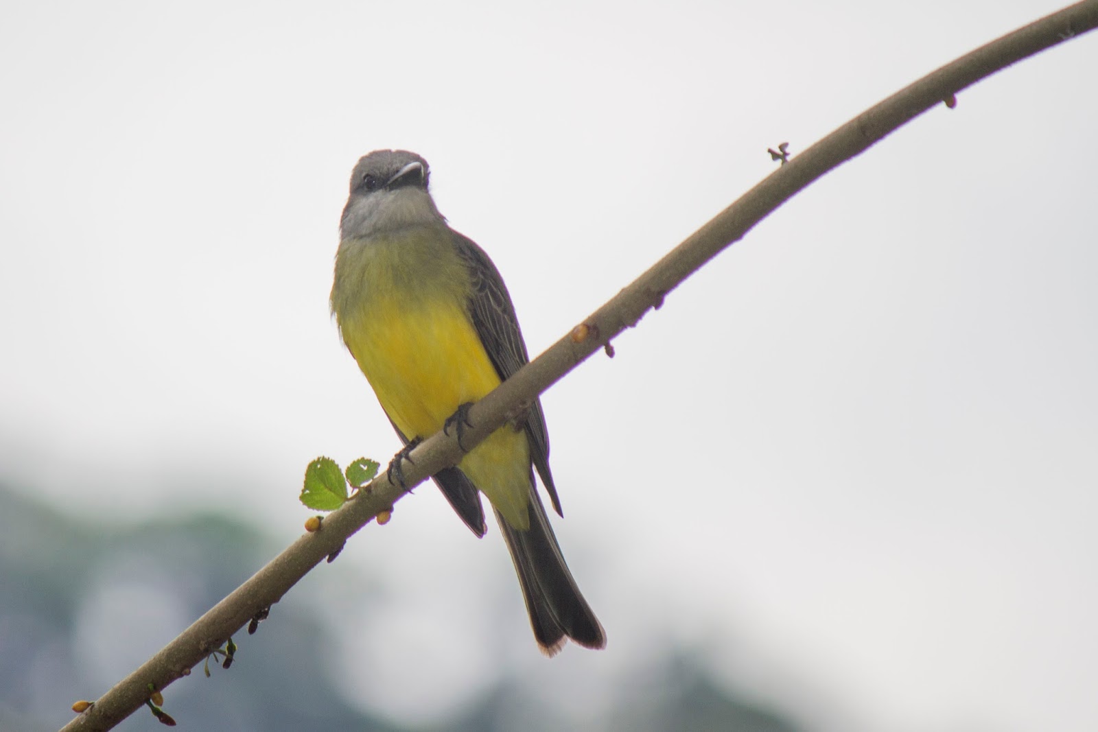 Avistamientos de Aves en Silvanìa (Cundinamarca - Colombia)