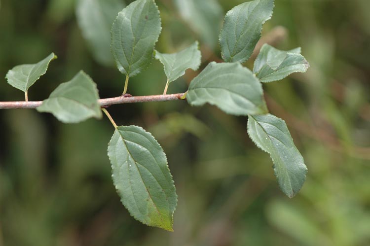 Field Biology in Southeastern Ohio: Exotic Invasive Species
