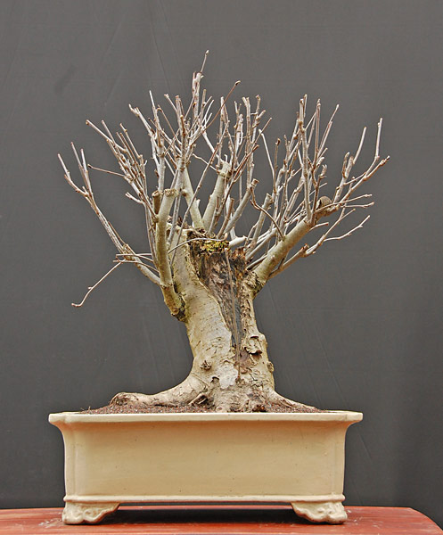 Walter Pall Bonsai Adventures: Big rowan is presentable for the first time